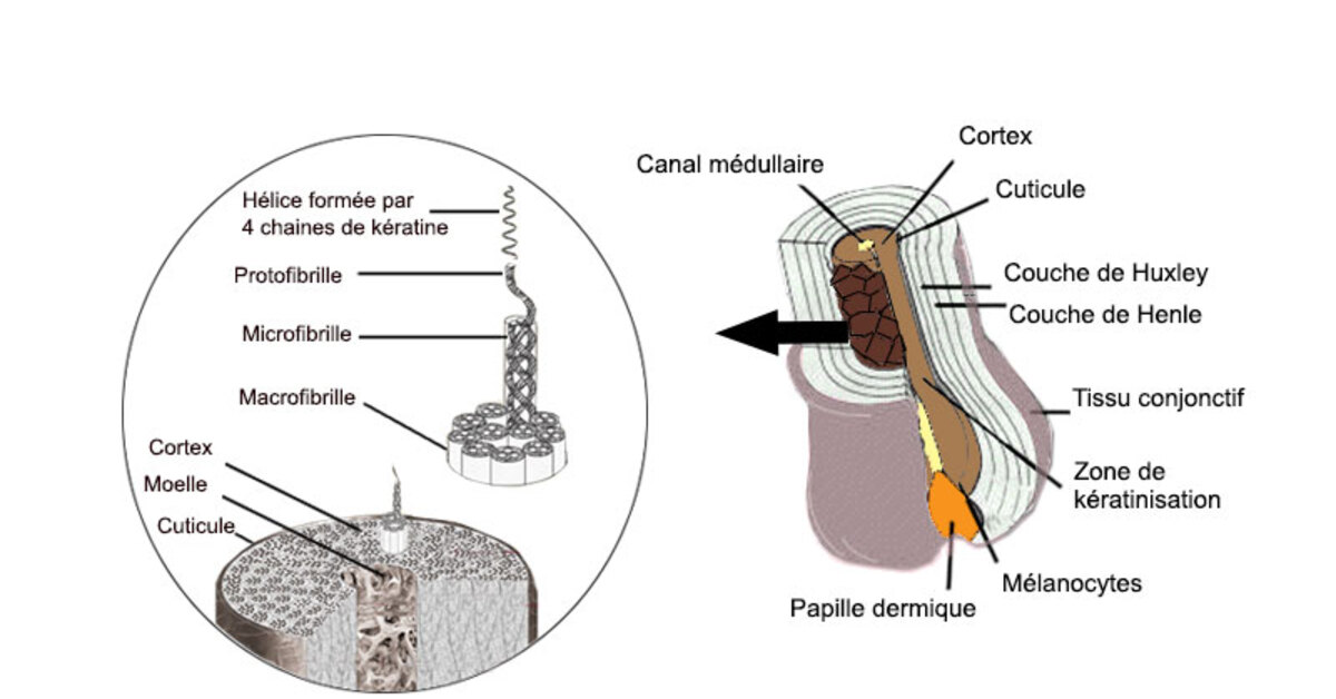 De quoi se compose réellement votre cheveu